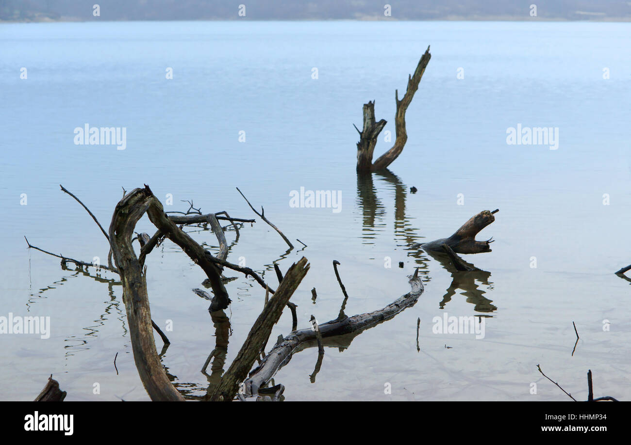 the snag in the water the roots of the old tree sticking out is ...