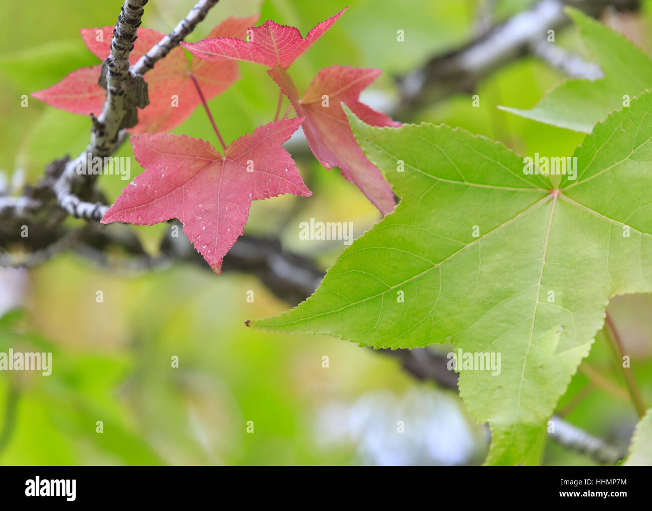leaves, colorful, colors, colours, backdrop, background, foliage, fall ...