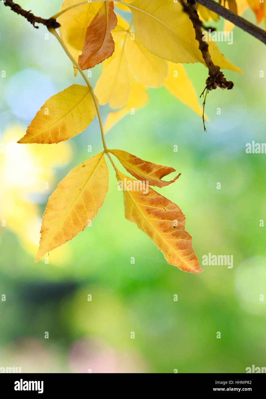 leaves, colorful, colors, colours, backdrop, background, foliage, fall ...