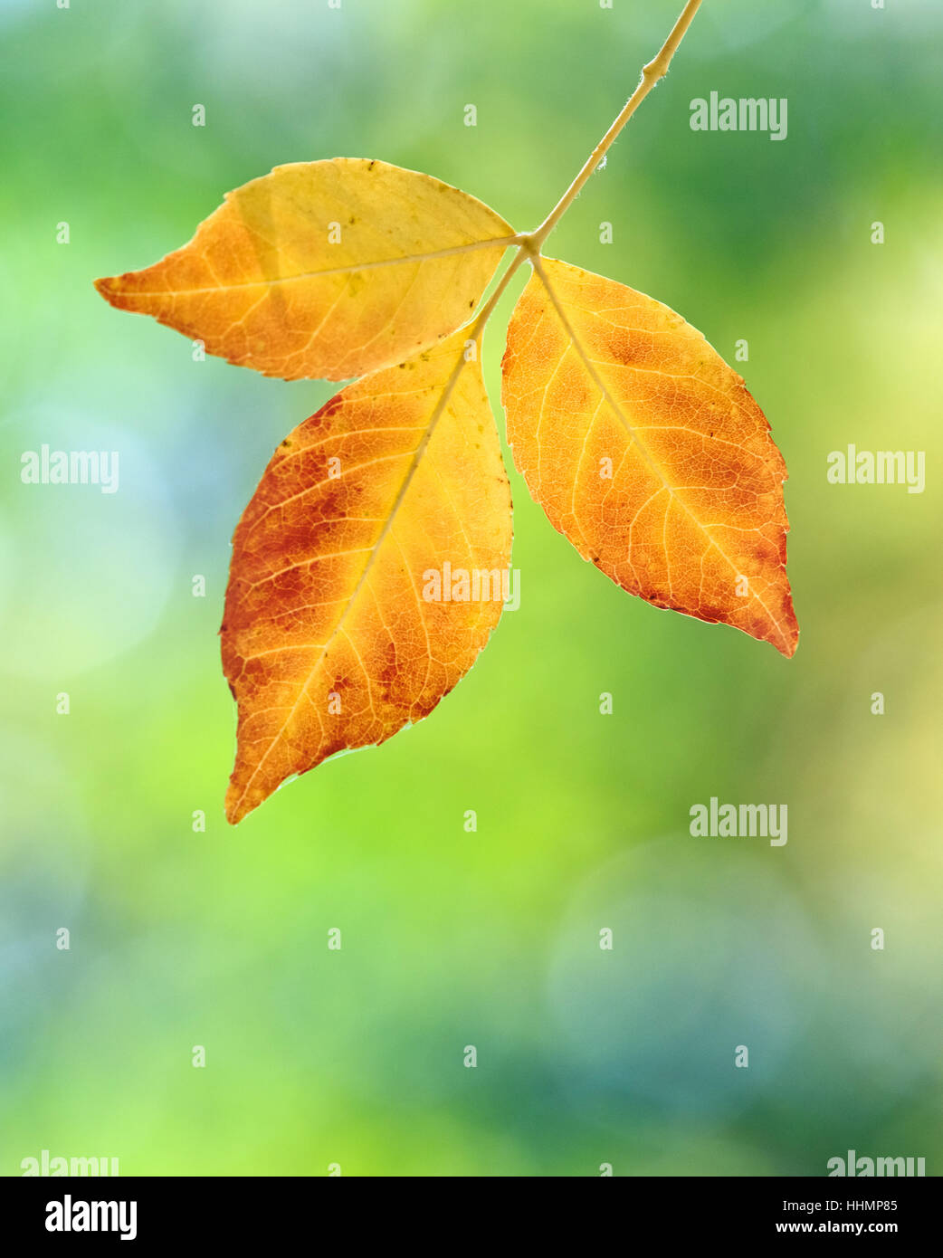 leaves, colorful, colors, colours, backdrop, background, foliage, fall ...