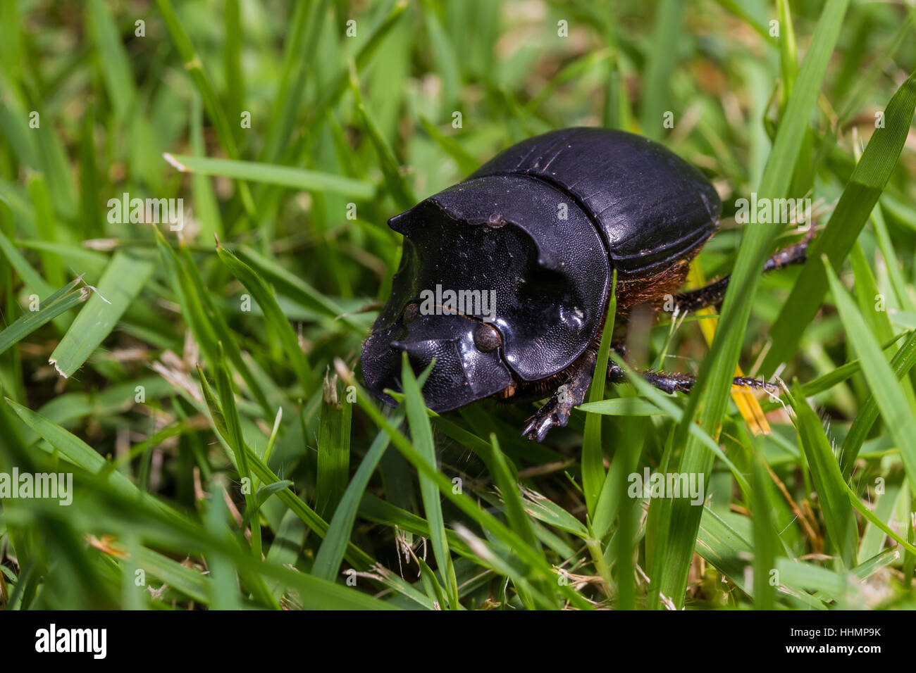Beetle, Tri Horned Beetle (Catharsius molossus) on the ground Stock ...