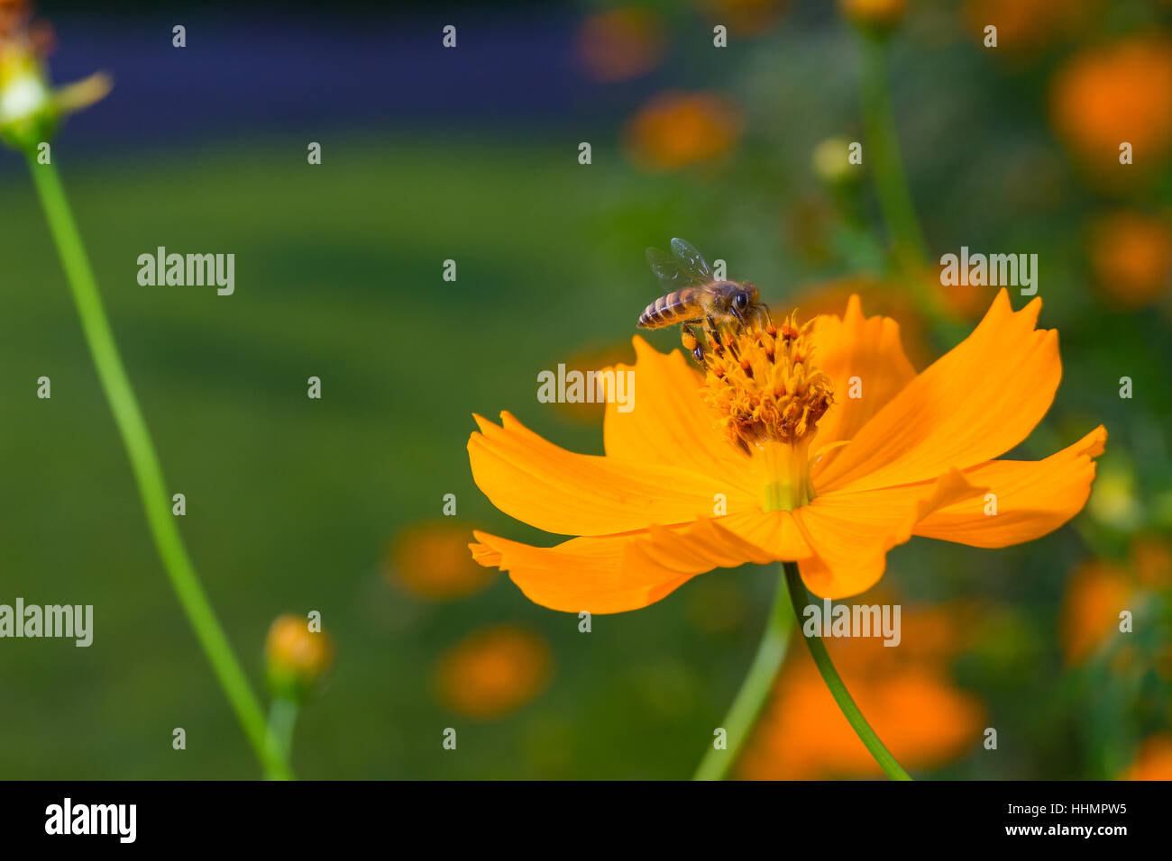 Bee eating, sucking the Yellow Cosmos's syrup in the garden Stock Photo ...