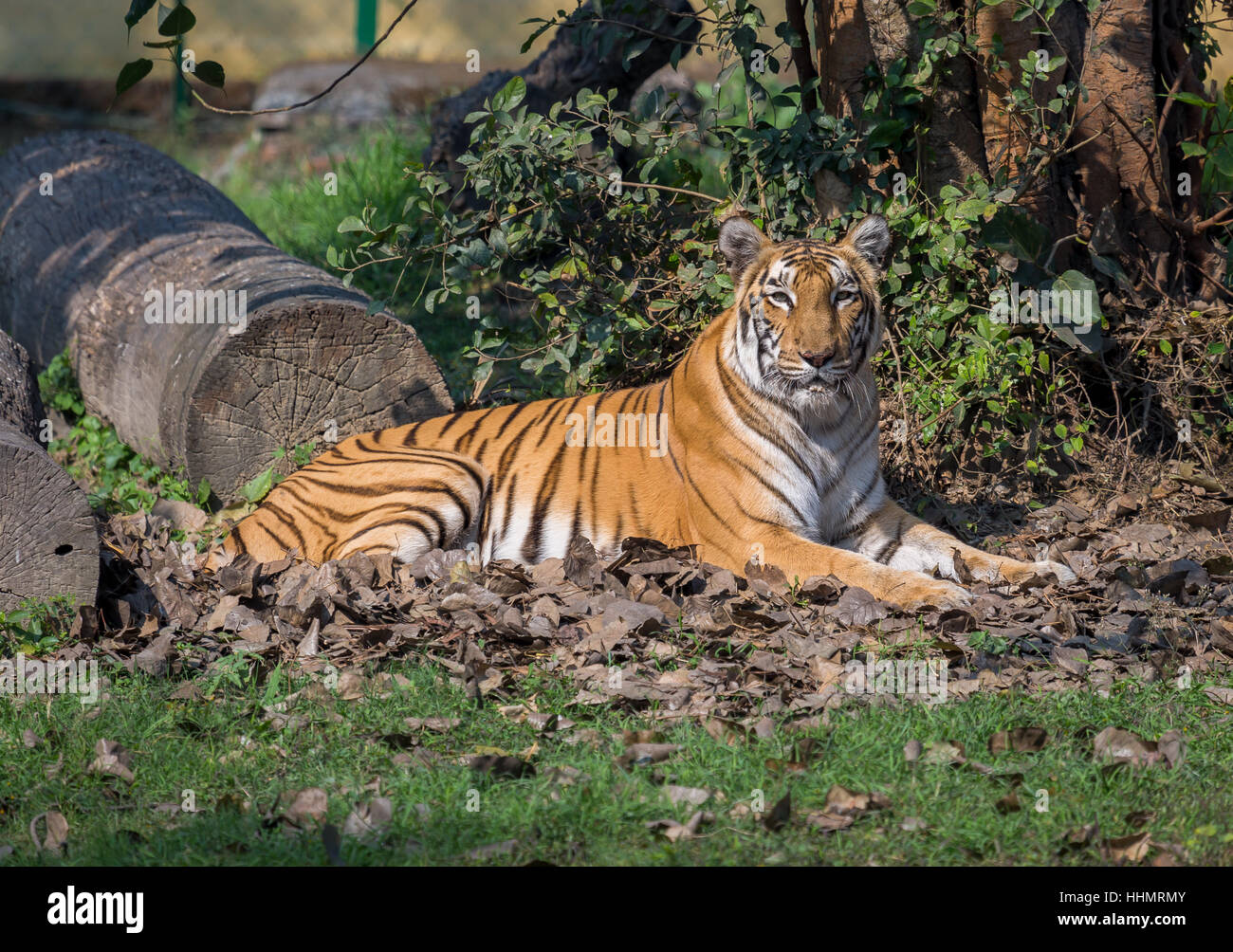 Bengal Tiger rests in a natural habitat environment at a tiger reserve ...