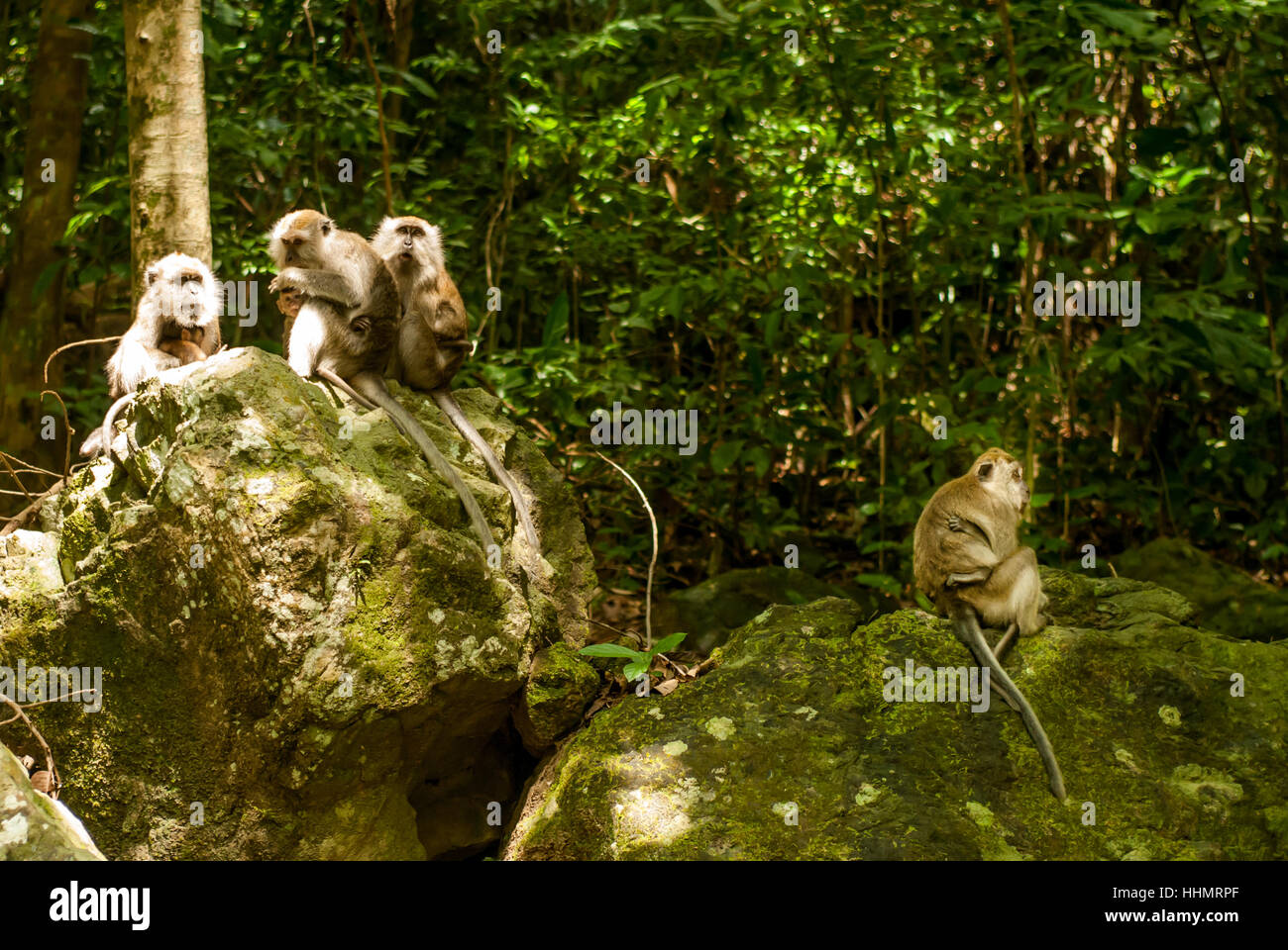 Group of monkeys on rocks Stock Photo - Alamy