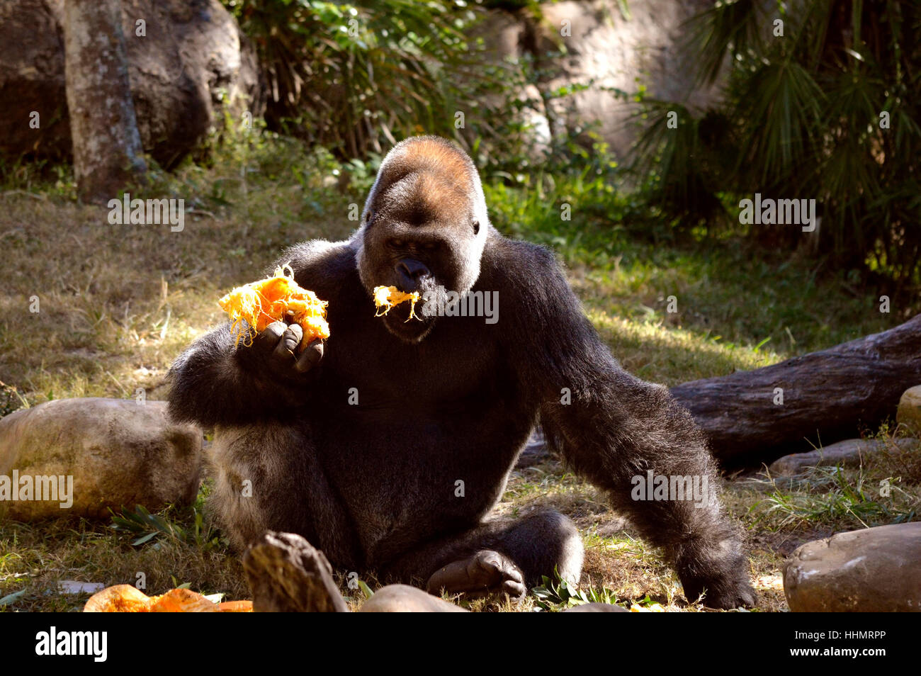Name gorilla hi-res stock photography and images - Alamy