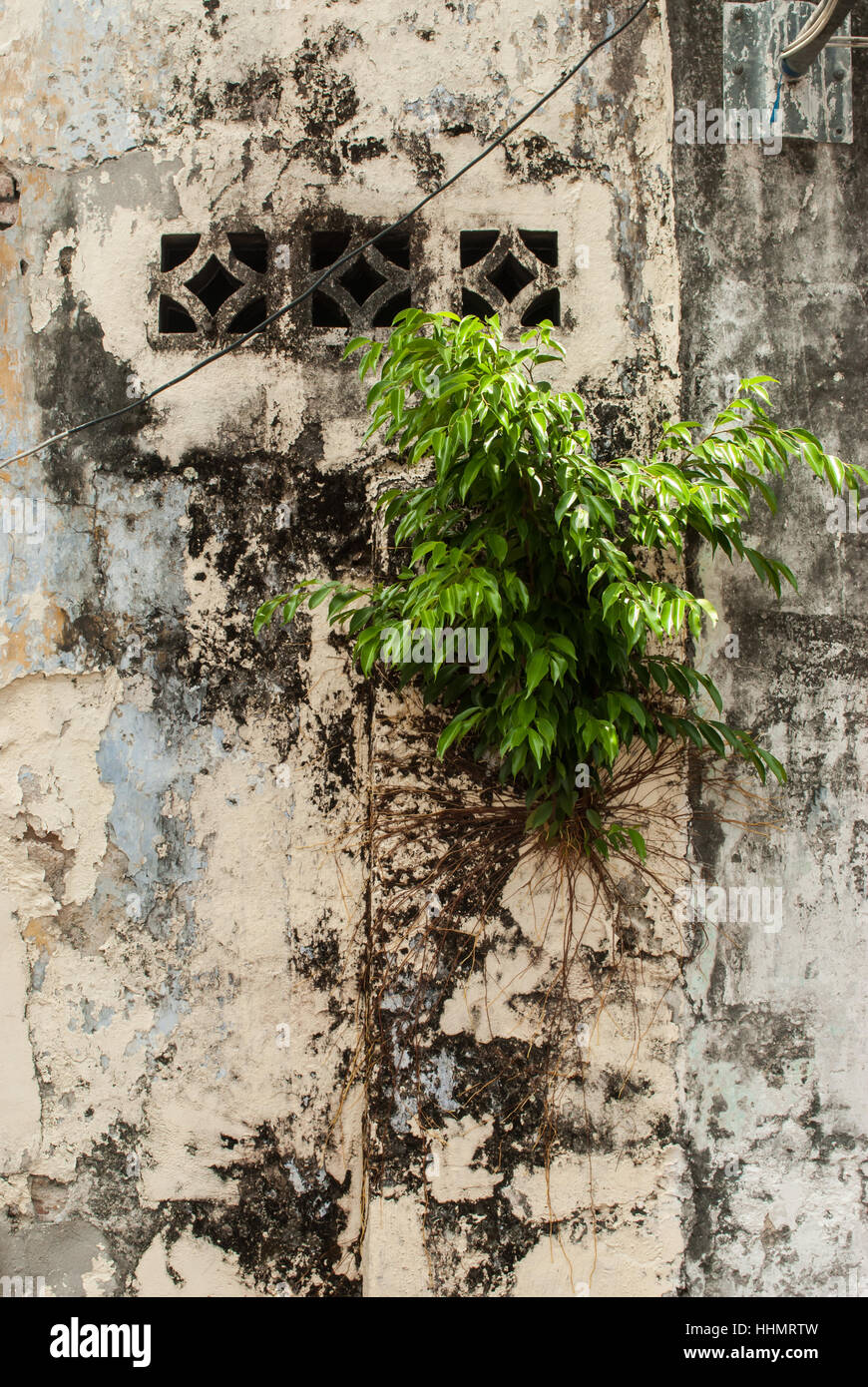 Small tree growing on wall Stock Photo - Alamy
