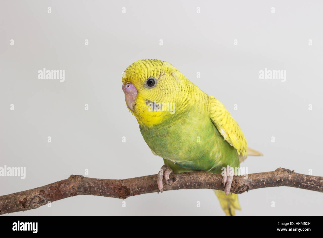 Budgarigar, Budgie Bird on branch on white background Stock Photo - Alamy