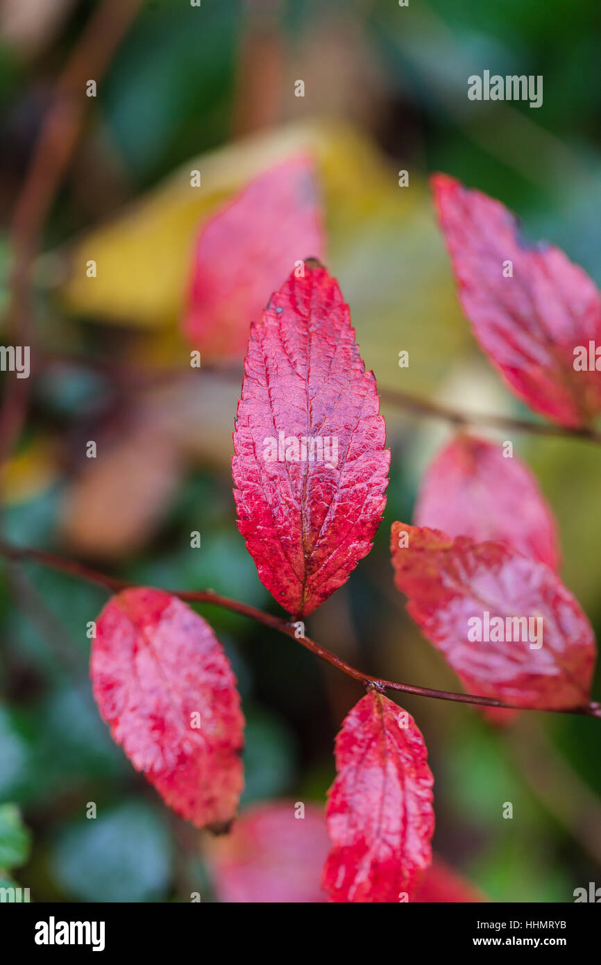 beautiful, beauteously, nice, leaf, environment, enviroment, colour ...