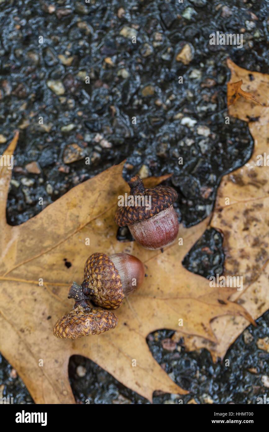 leaves, acorn, season, backdrop, background, foliage, nature, fall ...