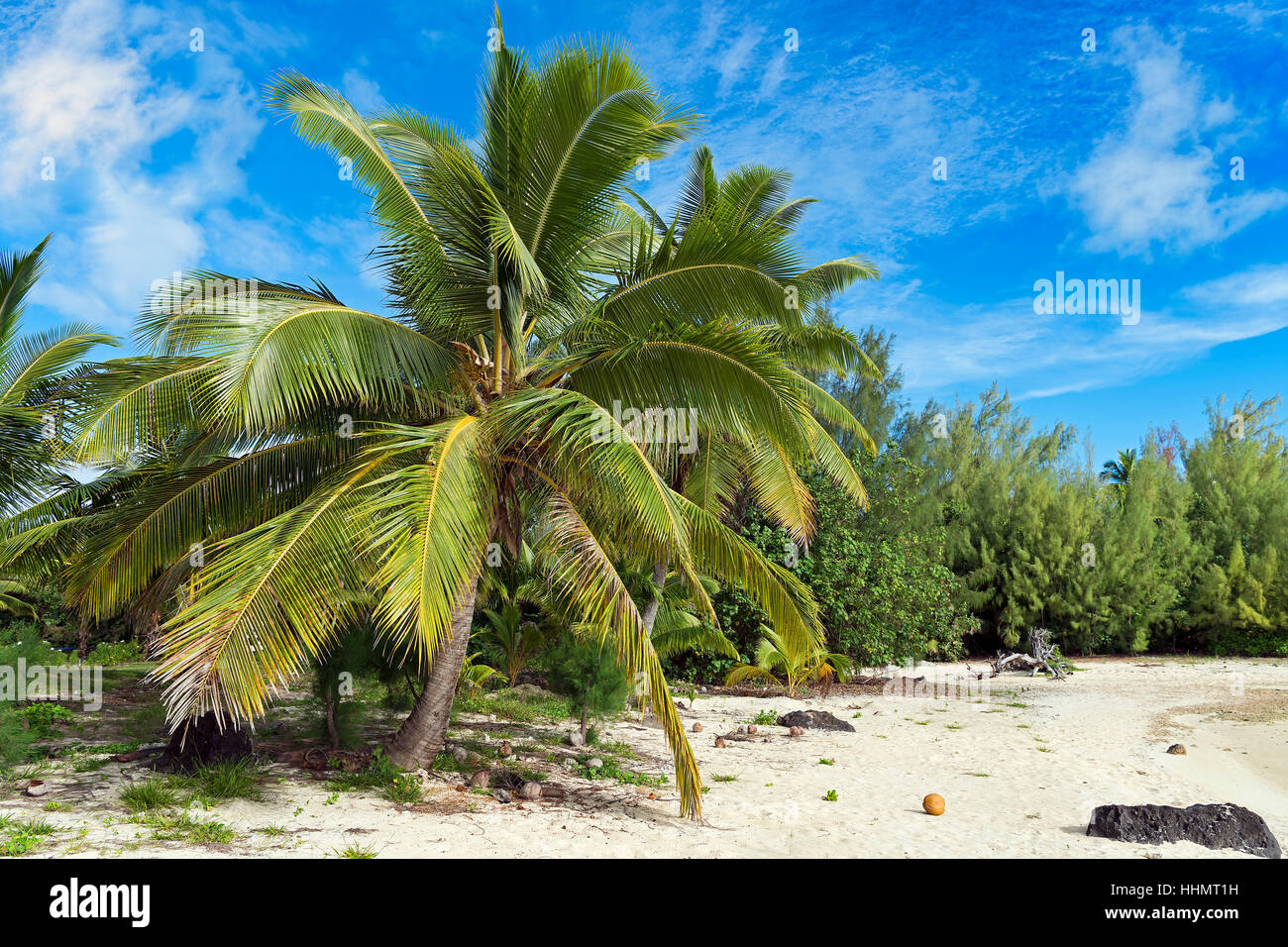 Coconut tree, vegetation on the beach, Aitutaki Atoll, Cook Islands ...