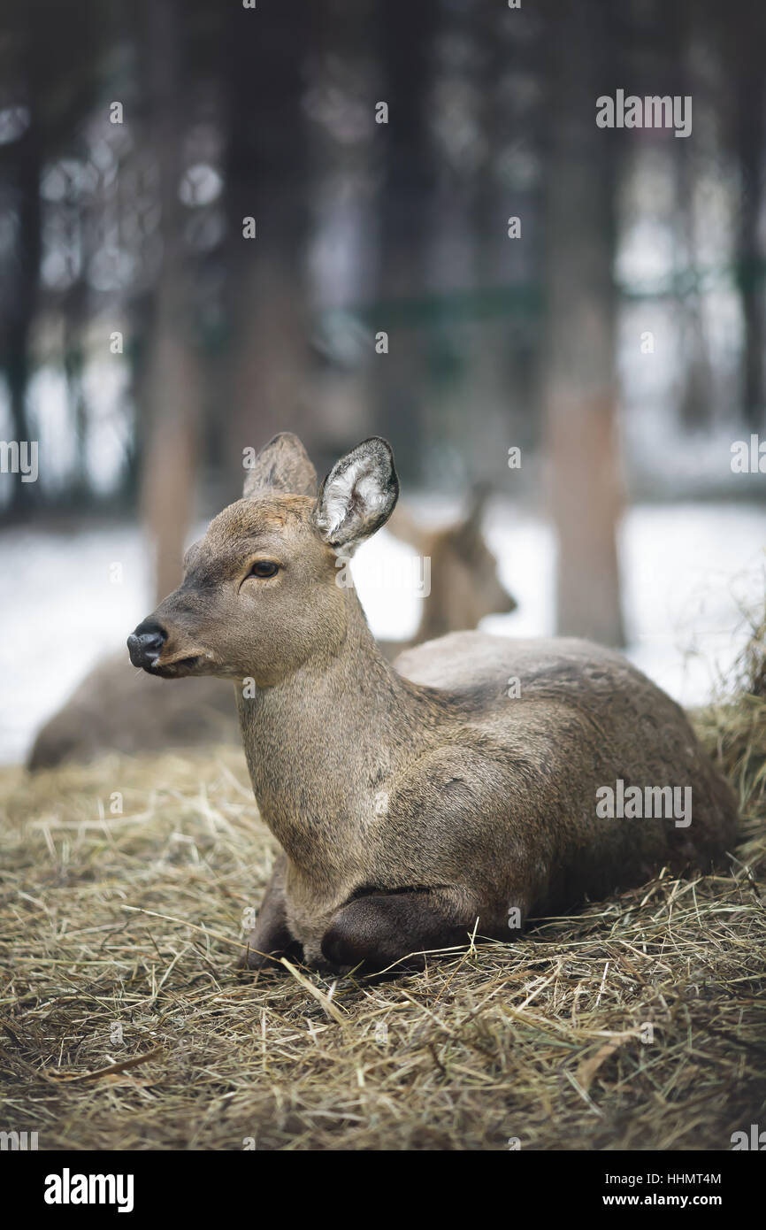 Whitetail deer snow hi-res stock photography and images - Alamy