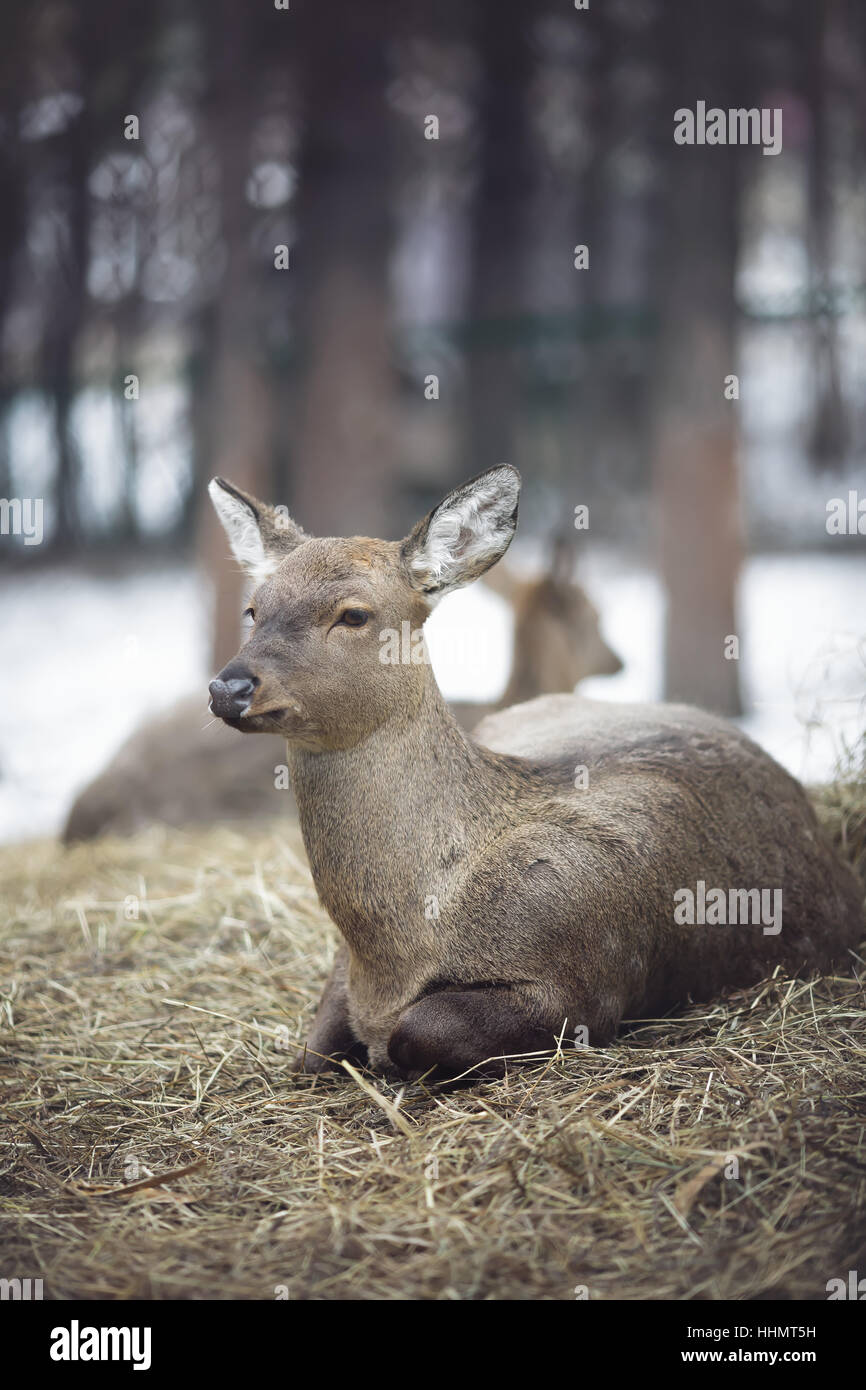 Image of fallow deer in forest landscape in Winter with snow on ground ...