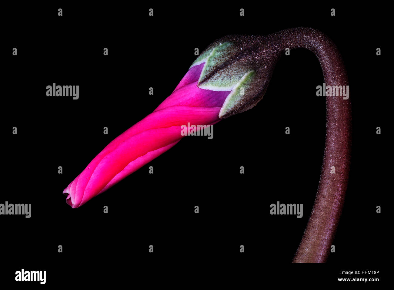 flora, stalk, bud, stem, shoot, offshoot, cyclamen, bloom, blossom ...