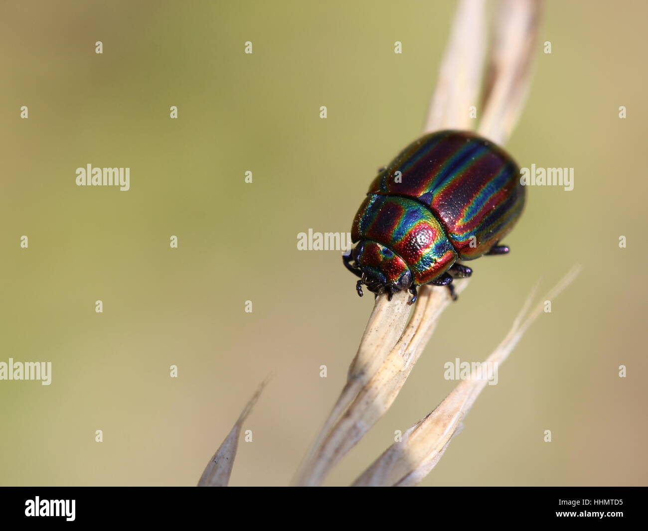 rainbow leaf beetle (chrysolina cerealis Stock Photo - Alamy