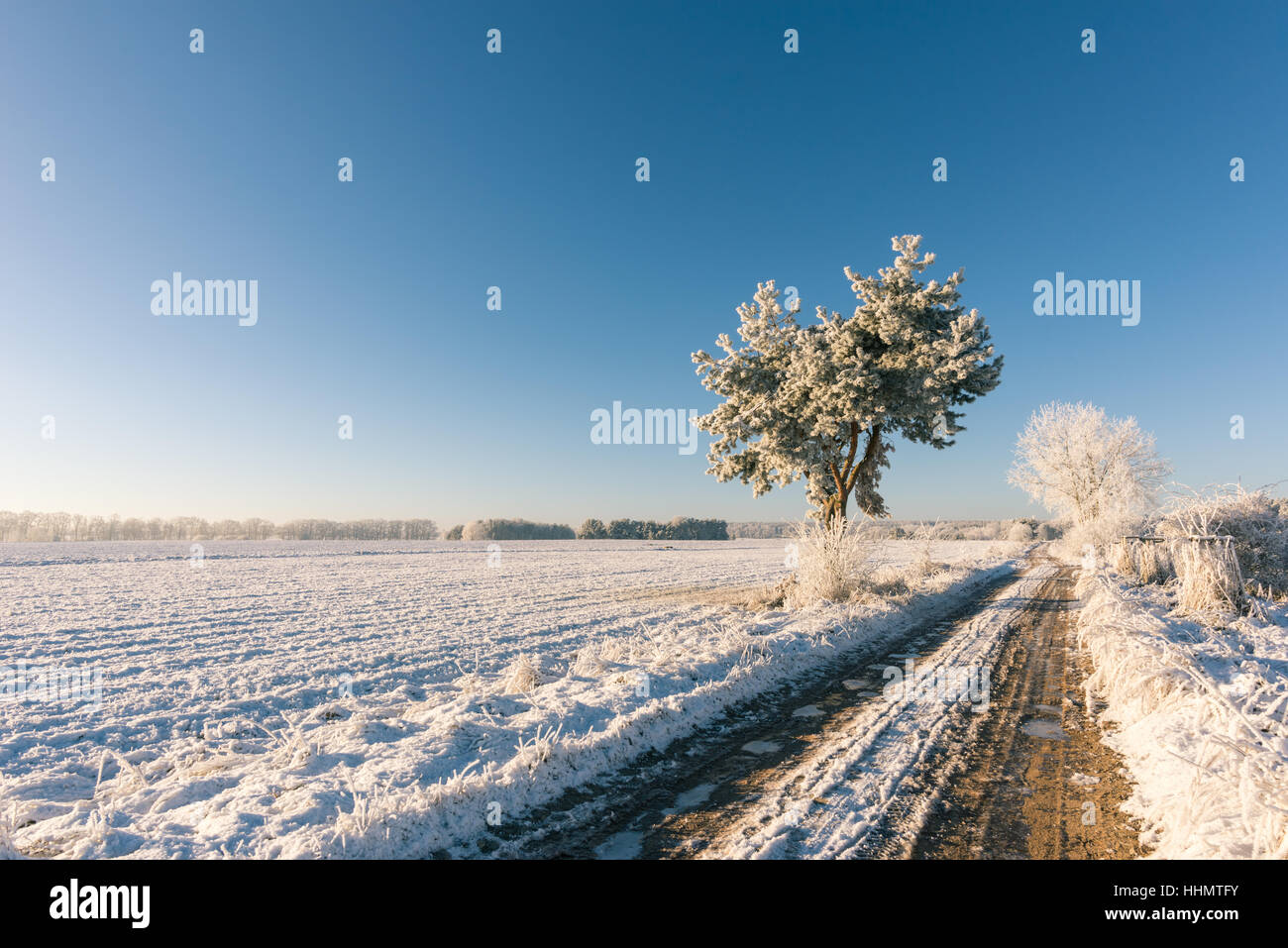Horizontal photo with winter landscape. Single pine tree covered by ...