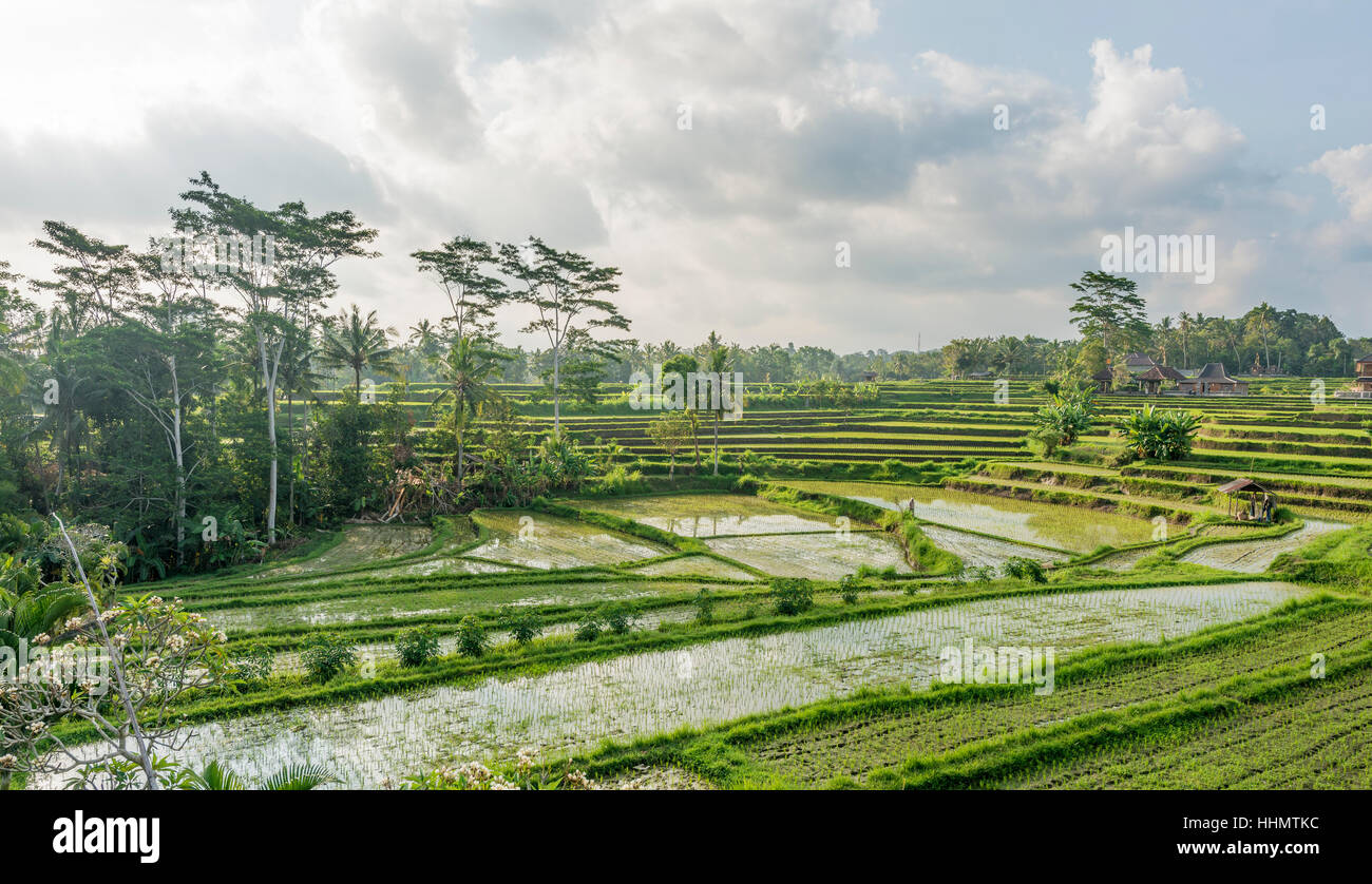 Bali people rice terraces hi-res stock photography and images - Alamy