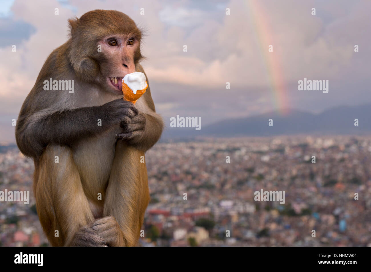 Rhesus macaque (Macaca mulatta) eating ice cream at Swayambhunath ...