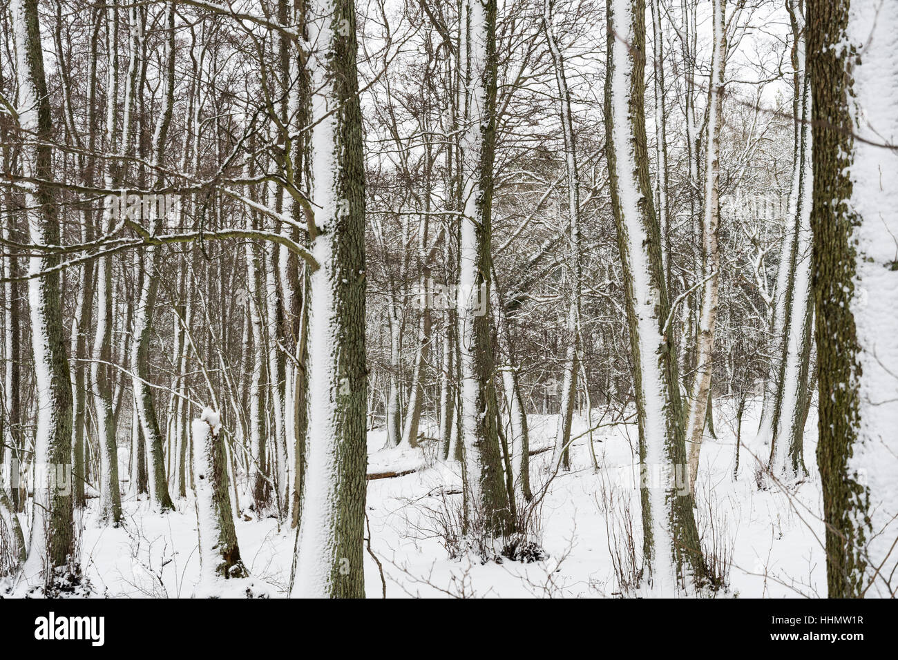Snowy tree trunks in a deciduous forest after the snow storm Stock ...