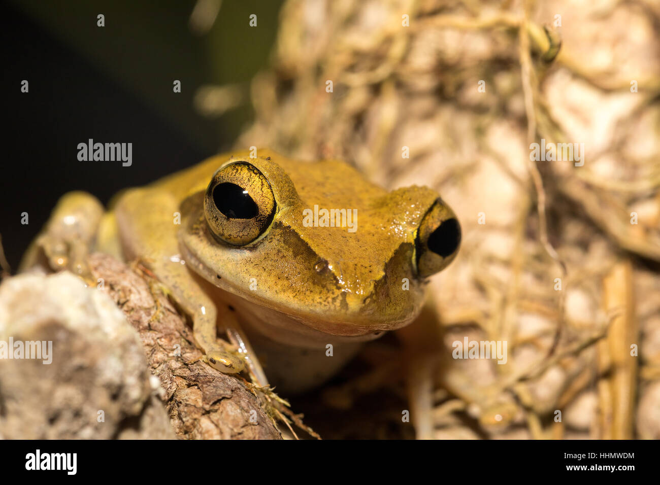 Beautiful tree frog Boophis rhodoscelis is a species of frog in the ...