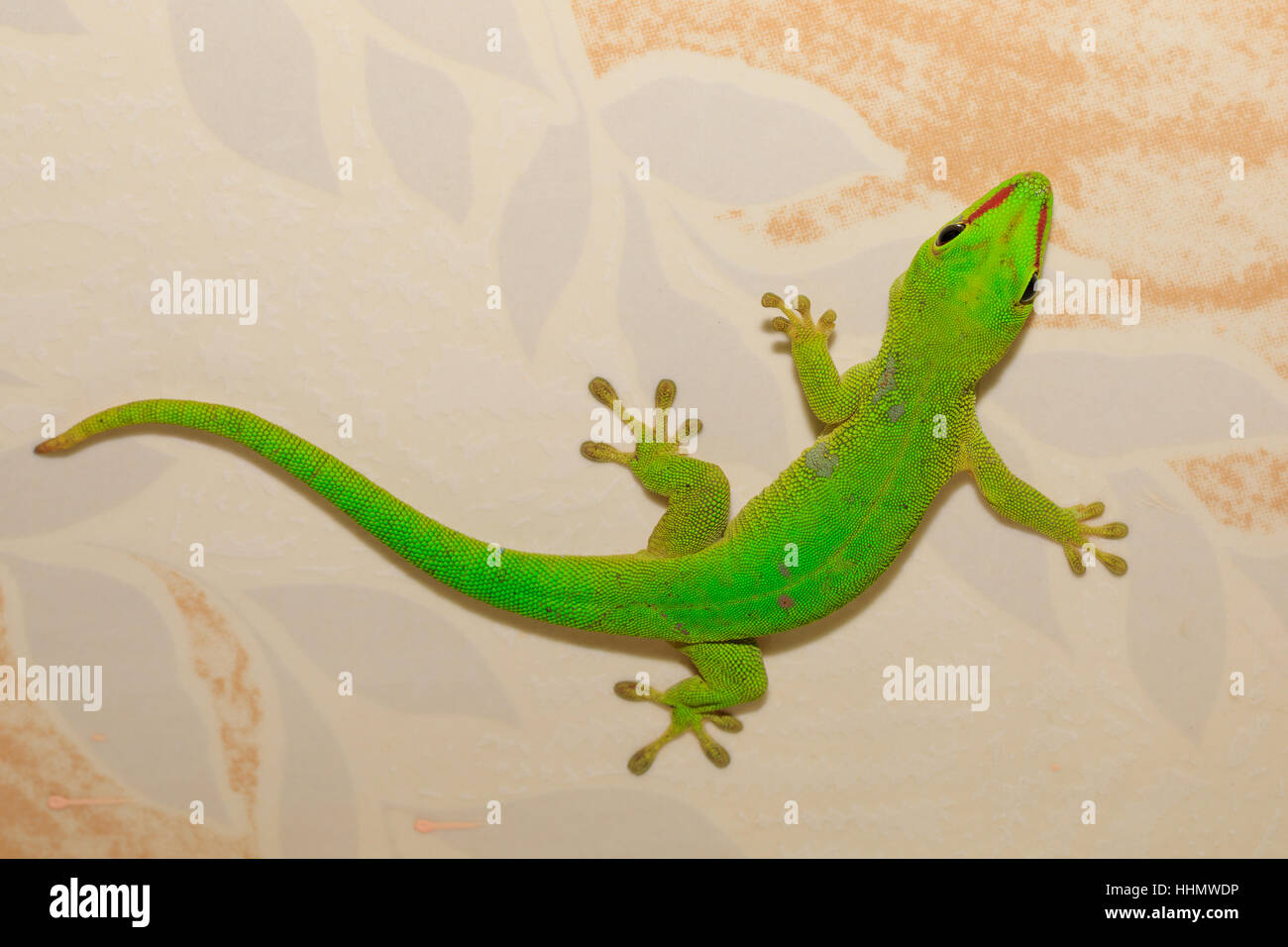 Phelsuma Day Geckos (Phelsuma madagascariensis grandis) Ankarana reserve, Madagascar wildlife ...