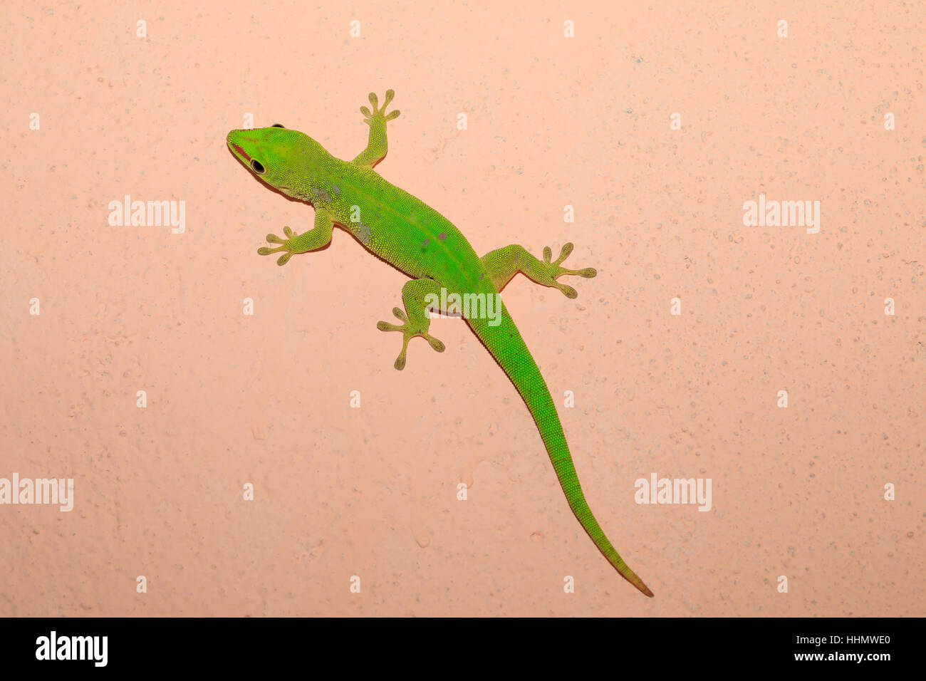 Phelsuma Day Geckos (Phelsuma madagascariensis grandis) Ankarana reserve, Madagascar wildlife ...
