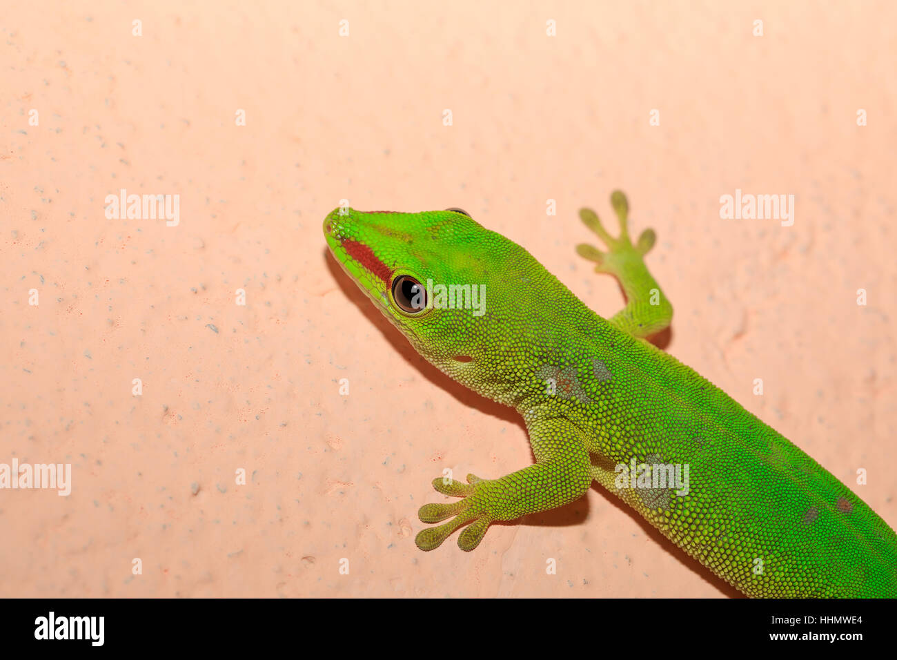 Phelsuma Day Geckos (Phelsuma madagascariensis grandis) Ankarana reserve, Madagascar wildlife ...