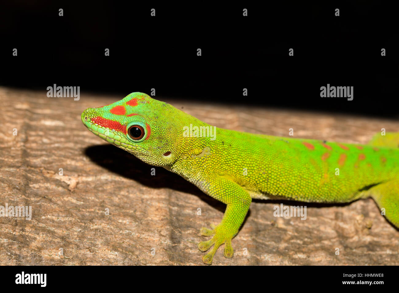 Phelsuma Day Geckos (Phelsuma madagascariensis grandis) Ankarana reserve, Madagascar wildlife ...