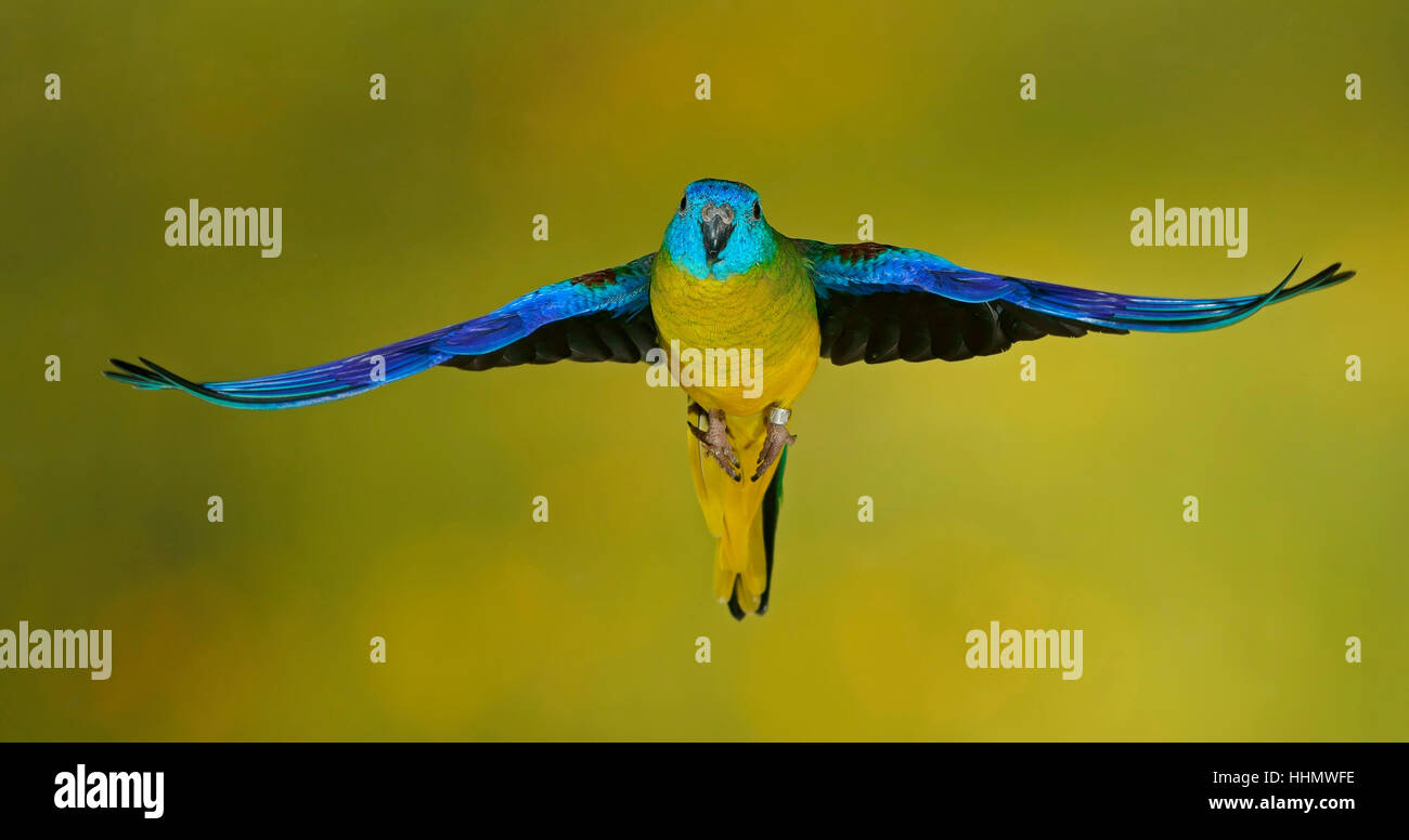 Turquoise parrot (Neophema pulchella) in flight, captive, Germany Stock ...