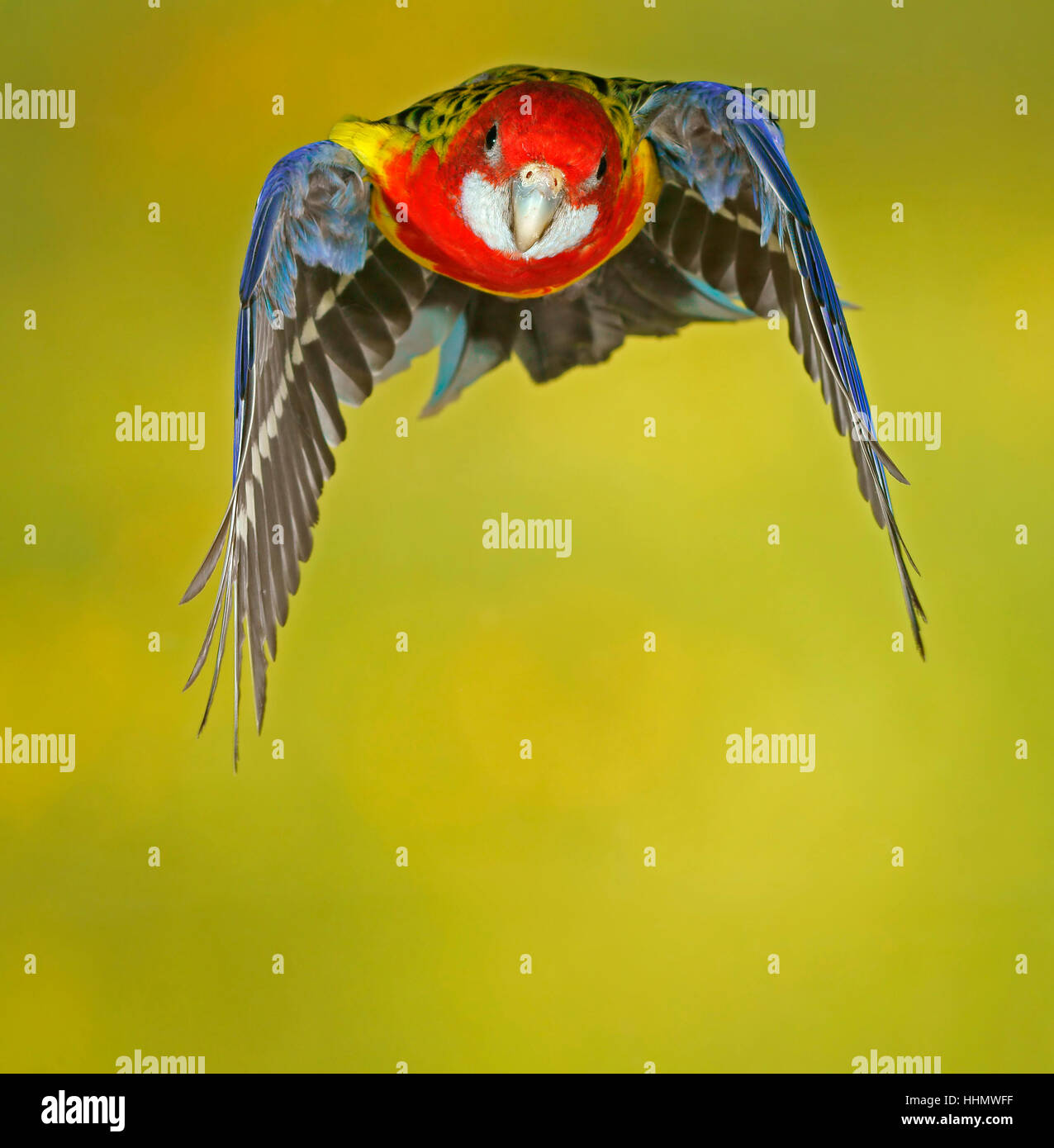 Eastern Rosella High Resolution Stock Photography and Images - Alamy