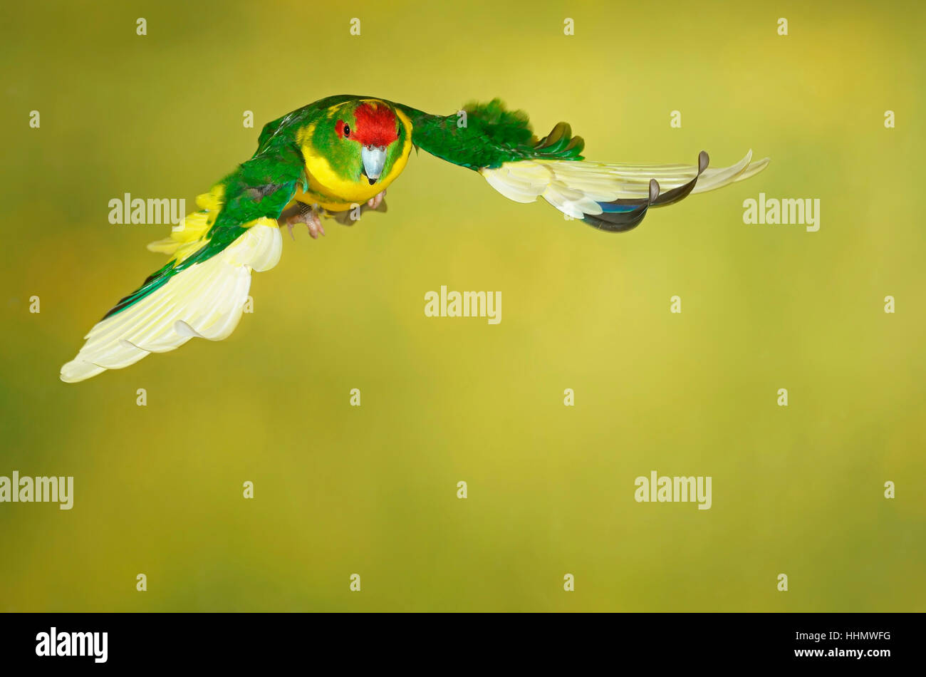 Red crowned parakeet hi-res stock photography and images - Alamy