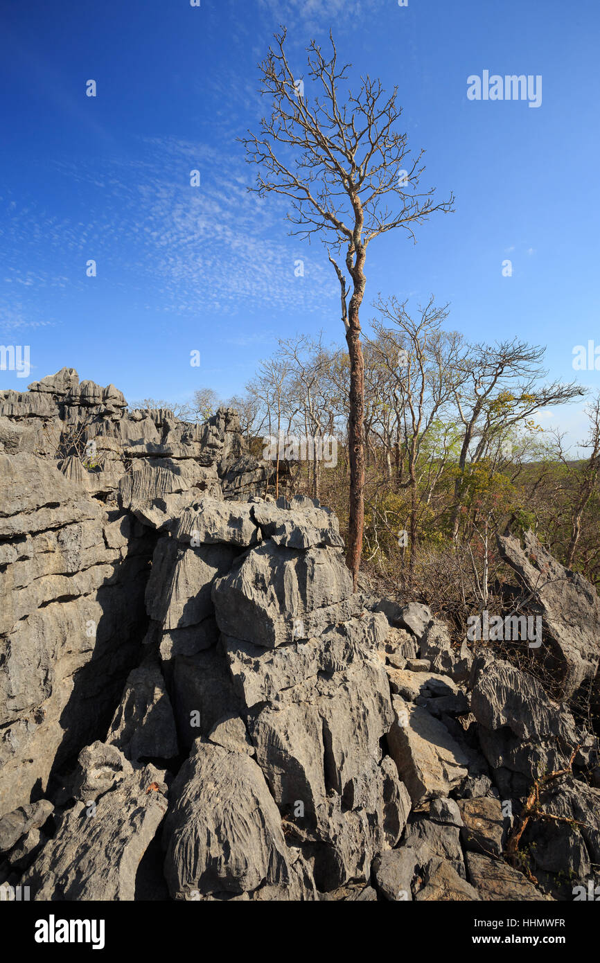 Curiously strange rock formations of fantastically eroded limestone ...