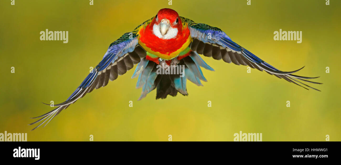 Eastern Rosella Flying