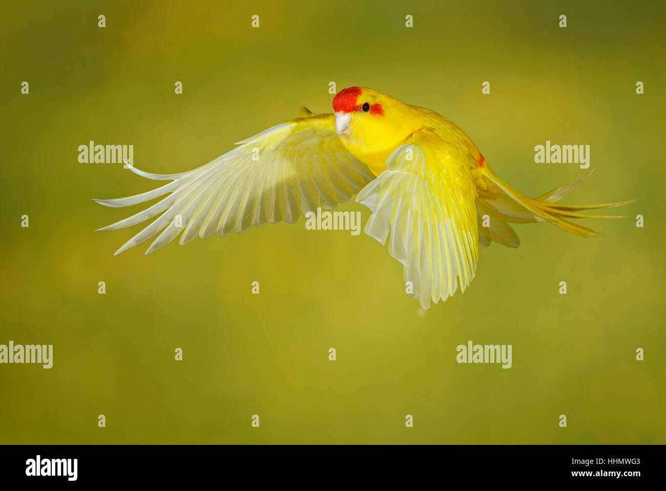 Red crowned parakeet hi-res stock photography and images - Alamy