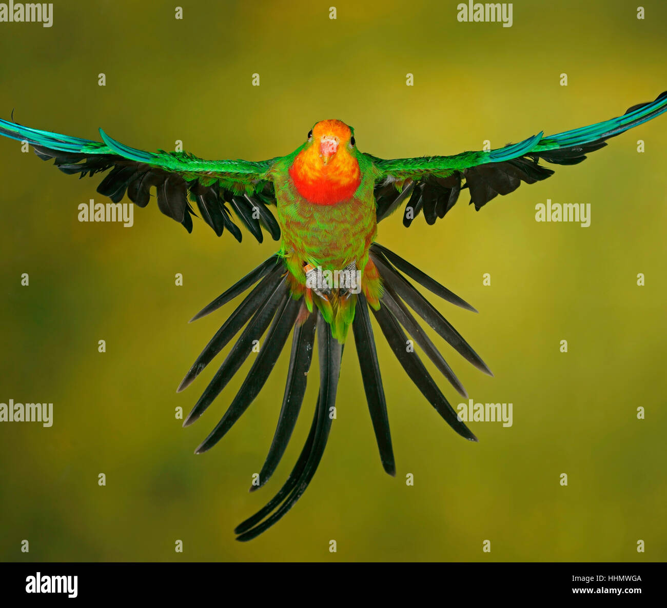 Superb parrot, also Barraband's parakeet, or green leek parrot ...