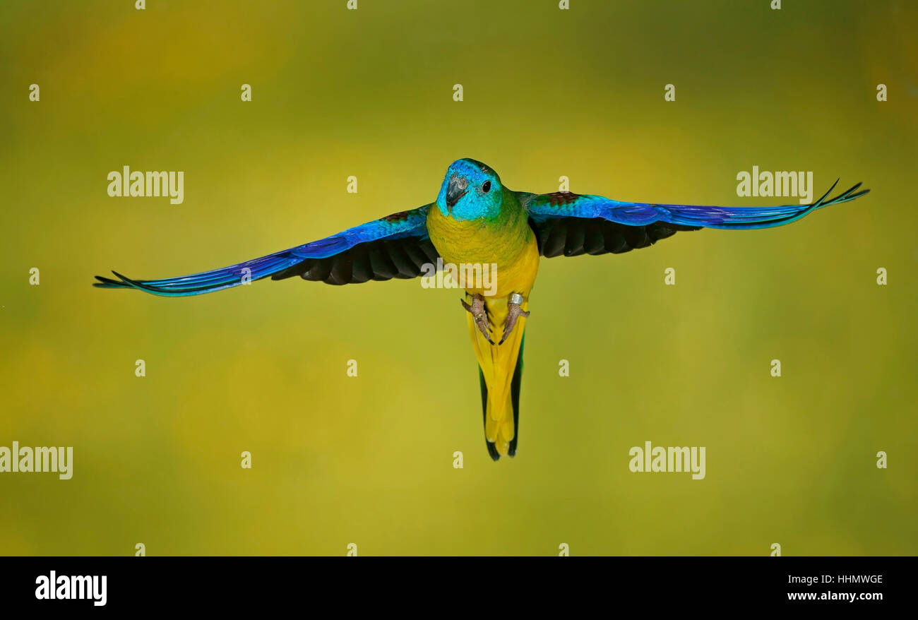 Neophema High Resolution Stock Photography and Images - Alamy