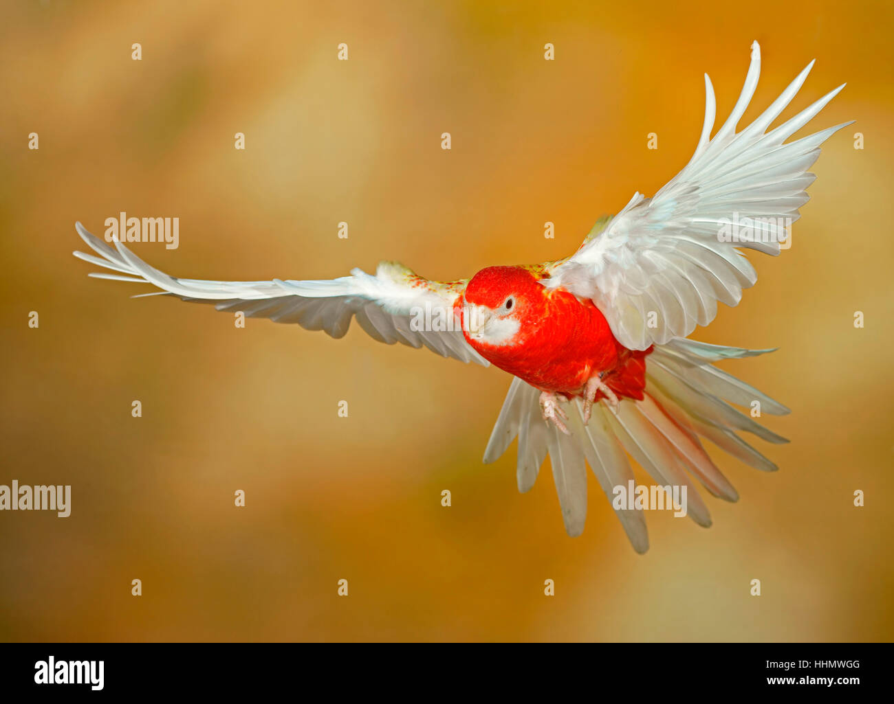 Crimson Rosella Flying