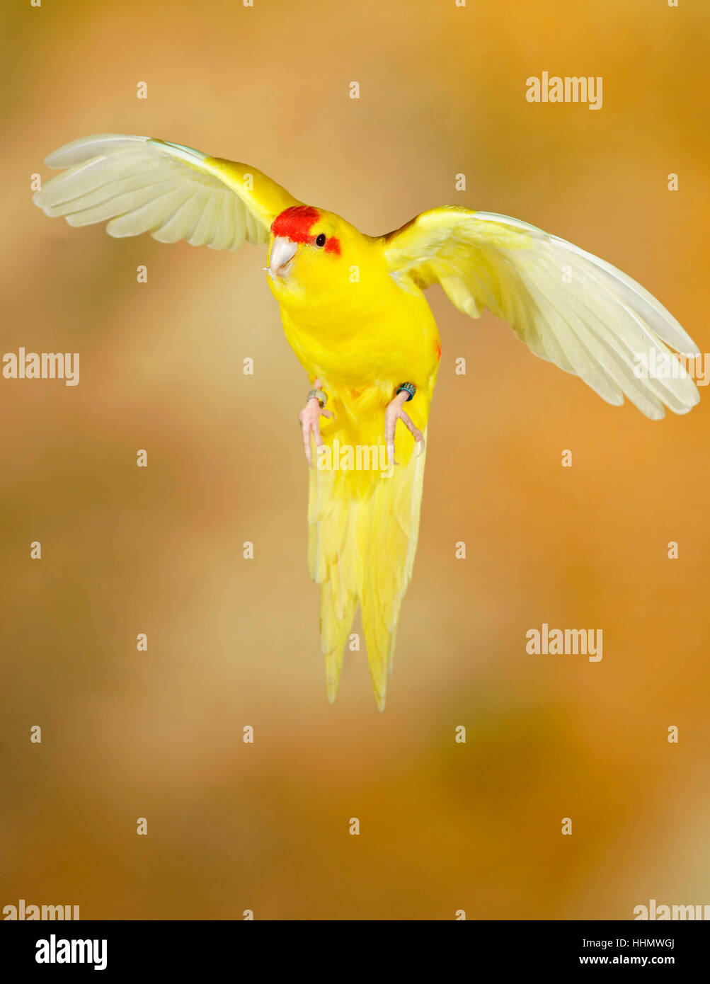 Red crowned parakeet hi-res stock photography and images - Alamy