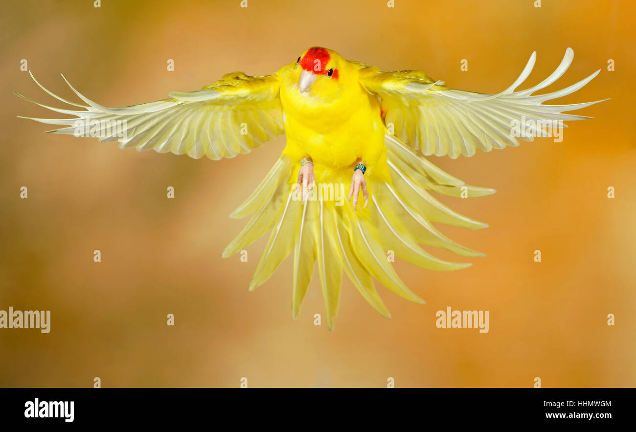 Red crowned parakeet hi-res stock photography and images - Alamy