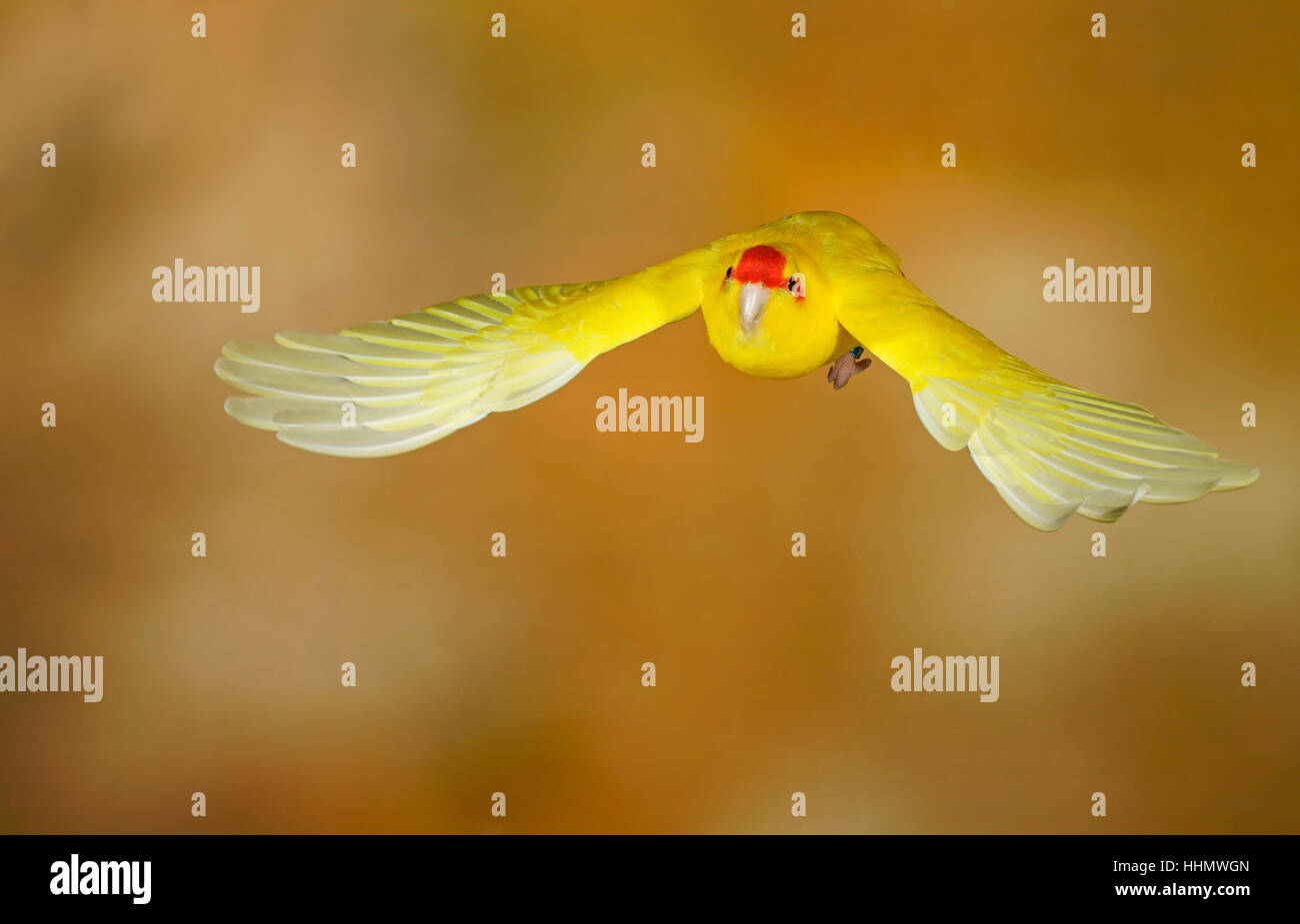 Red crowned parakeet hi-res stock photography and images - Alamy