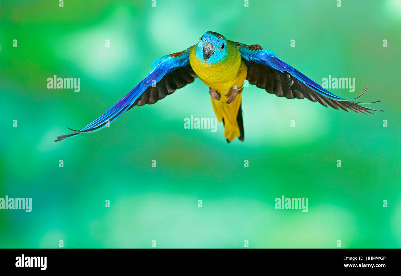 Turquoise parrot (Neophema pulchella) in flight, captive, Germany Stock ...