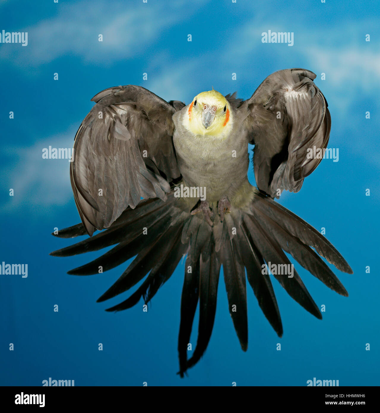 Cockatiel, also quarrion or weiro (Nymphicus hollandicus) in flight ...