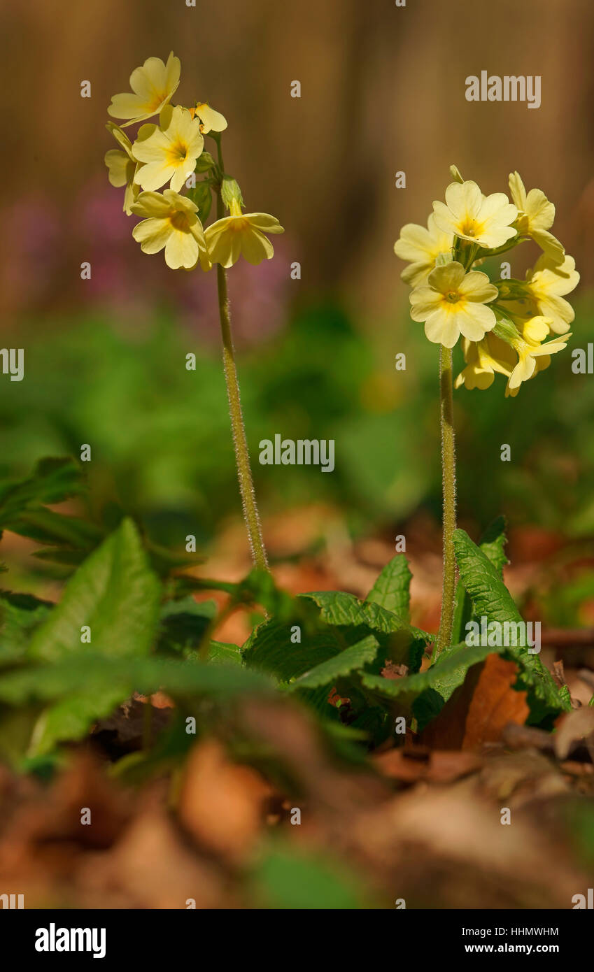 Oxlip or true oxlip (Primula elatior), Thuringia, Germany Stock Photo ...