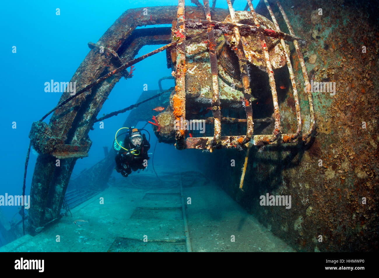 Diver at El Arish or El Arish El-Tor shipwreck, sunken car ferry, Port ...