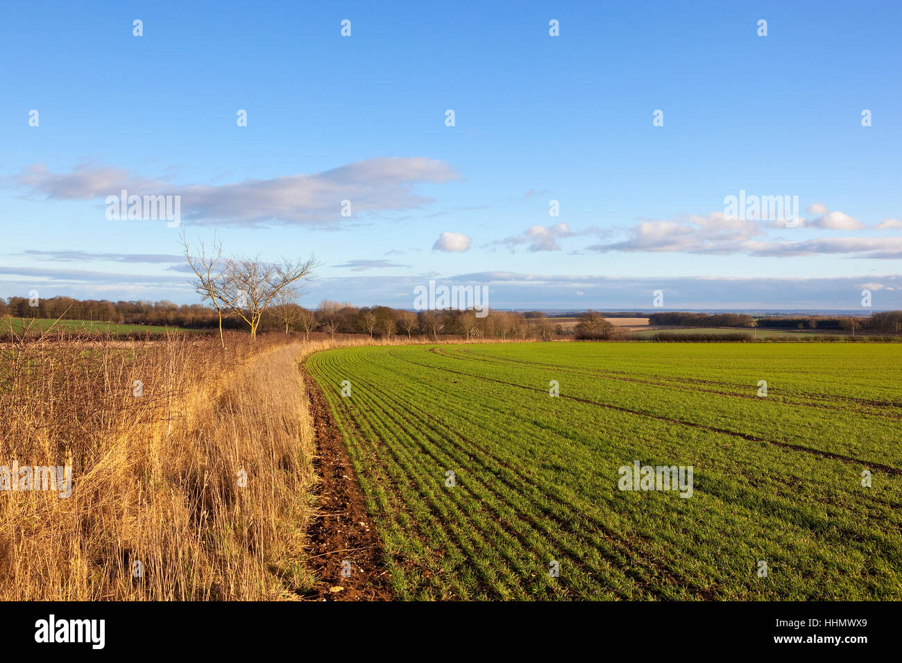 A winter wheat field in a Yorkshire wolds landscape with trees and dry ...