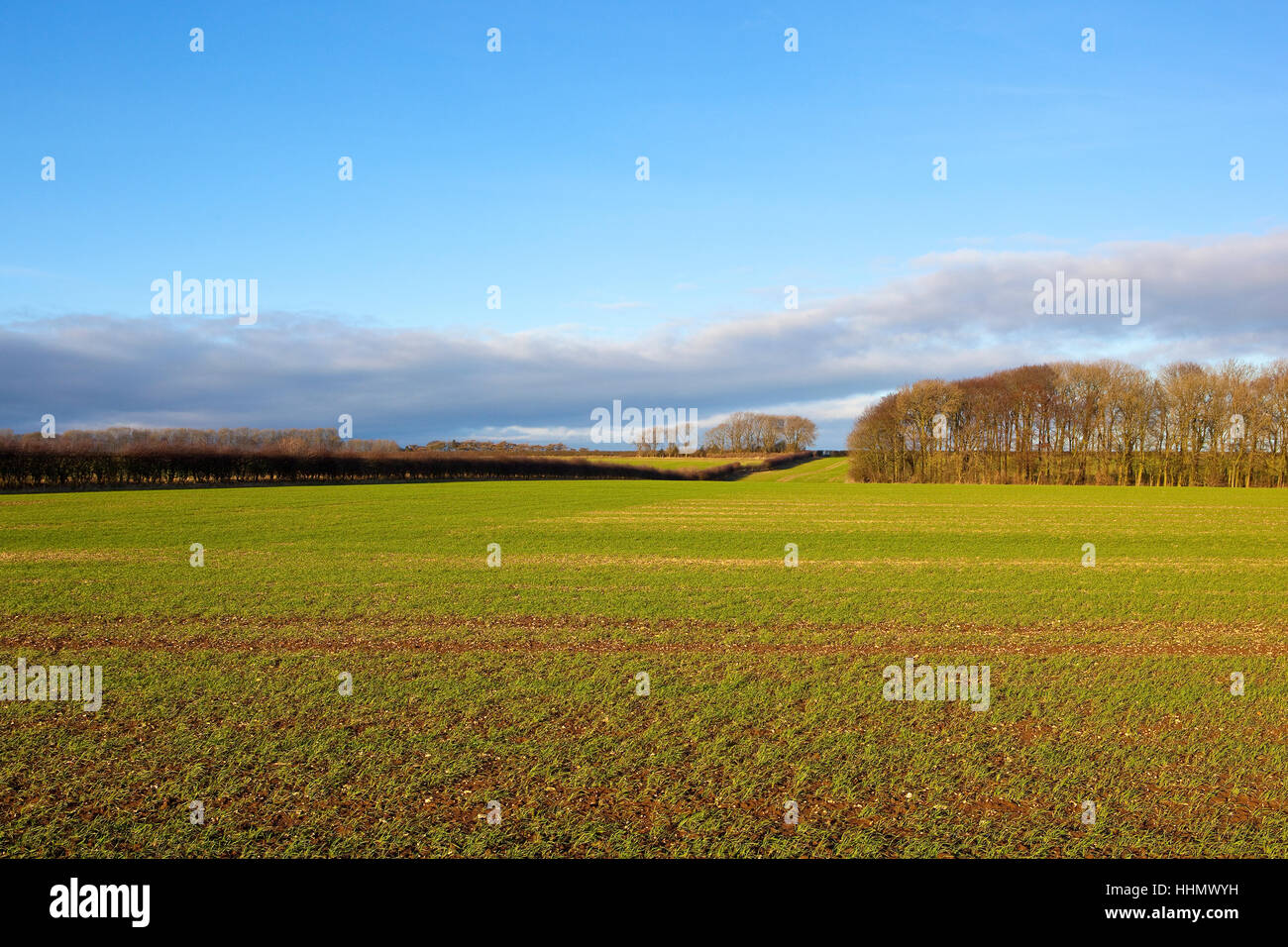 A hawthorn hedgerow by a field of young wheat and woodland in a ...
