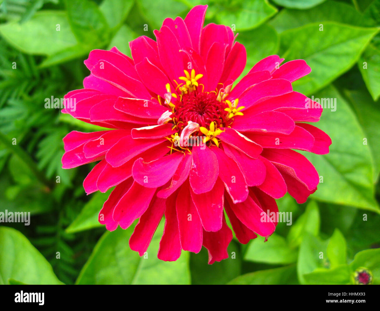 beautiful, beauteously, nice, leaf, art, colour, model, design, project ...