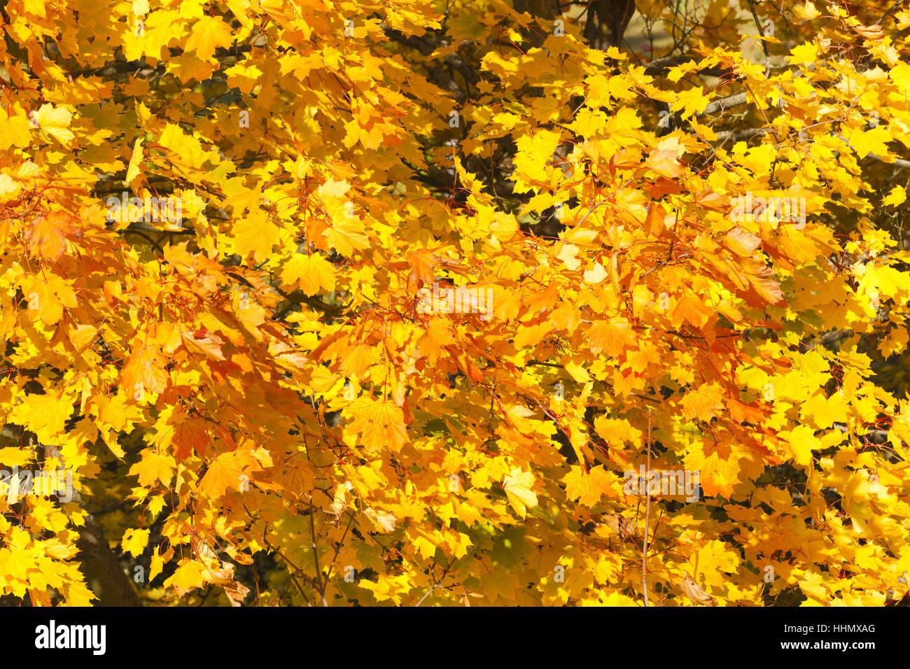 tree, branch, october, colour, season, colors, colours, leaves, foliage ...