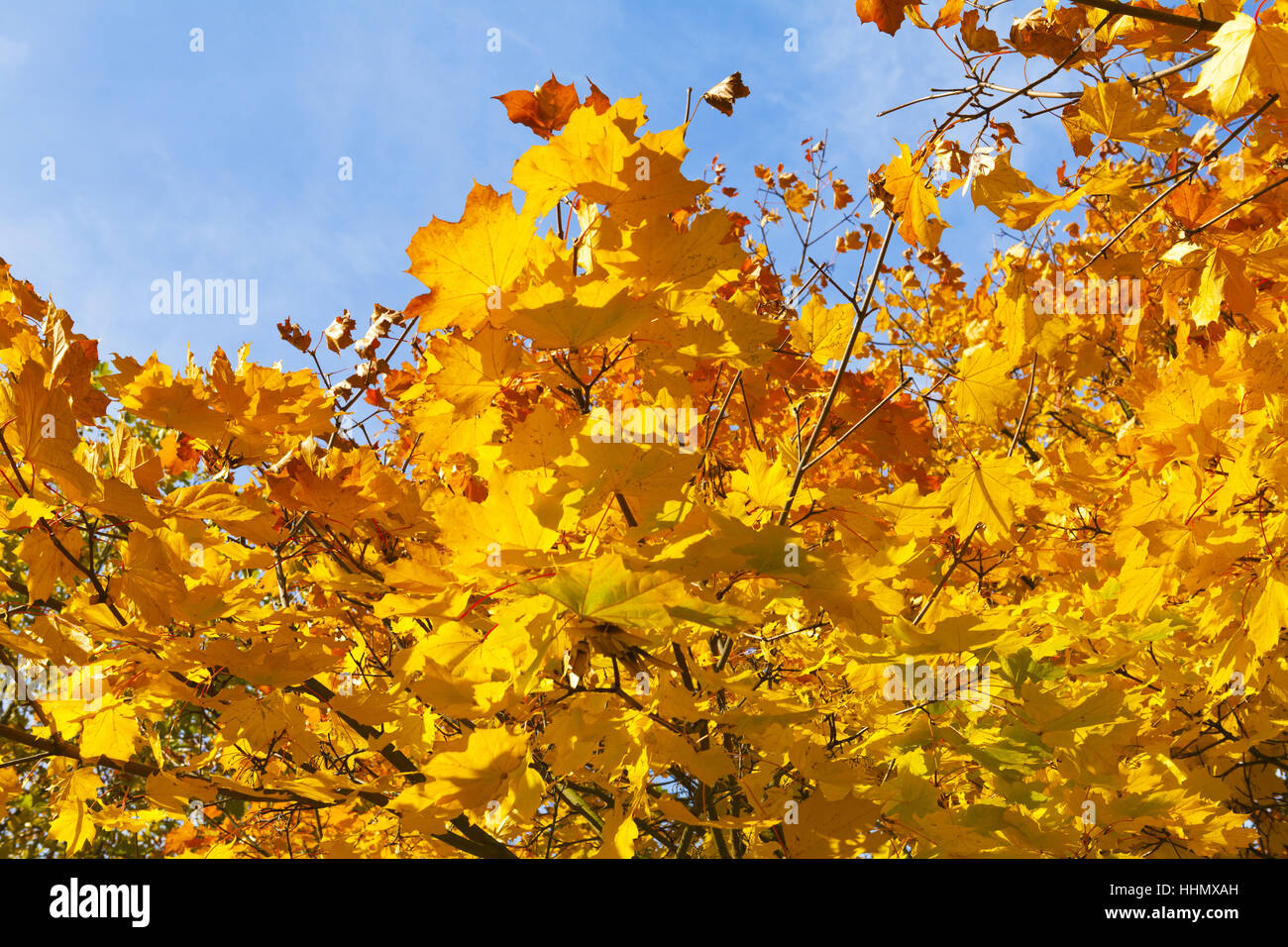 tree, branch, october, colour, season, colors, colours, leaves, foliage ...