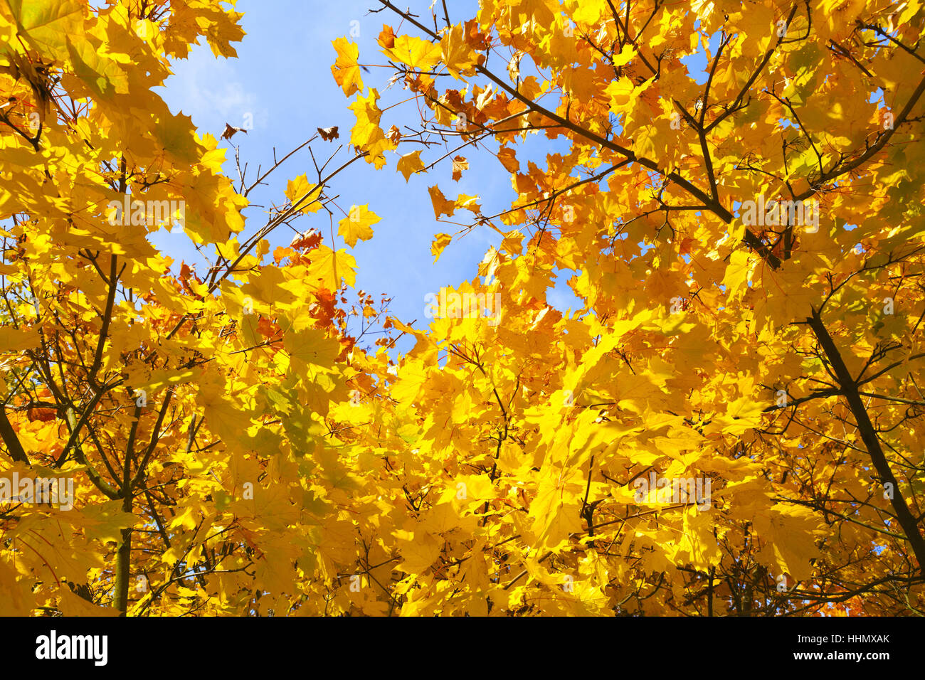 tree, branch, october, colour, season, colors, colours, leaves, foliage ...
