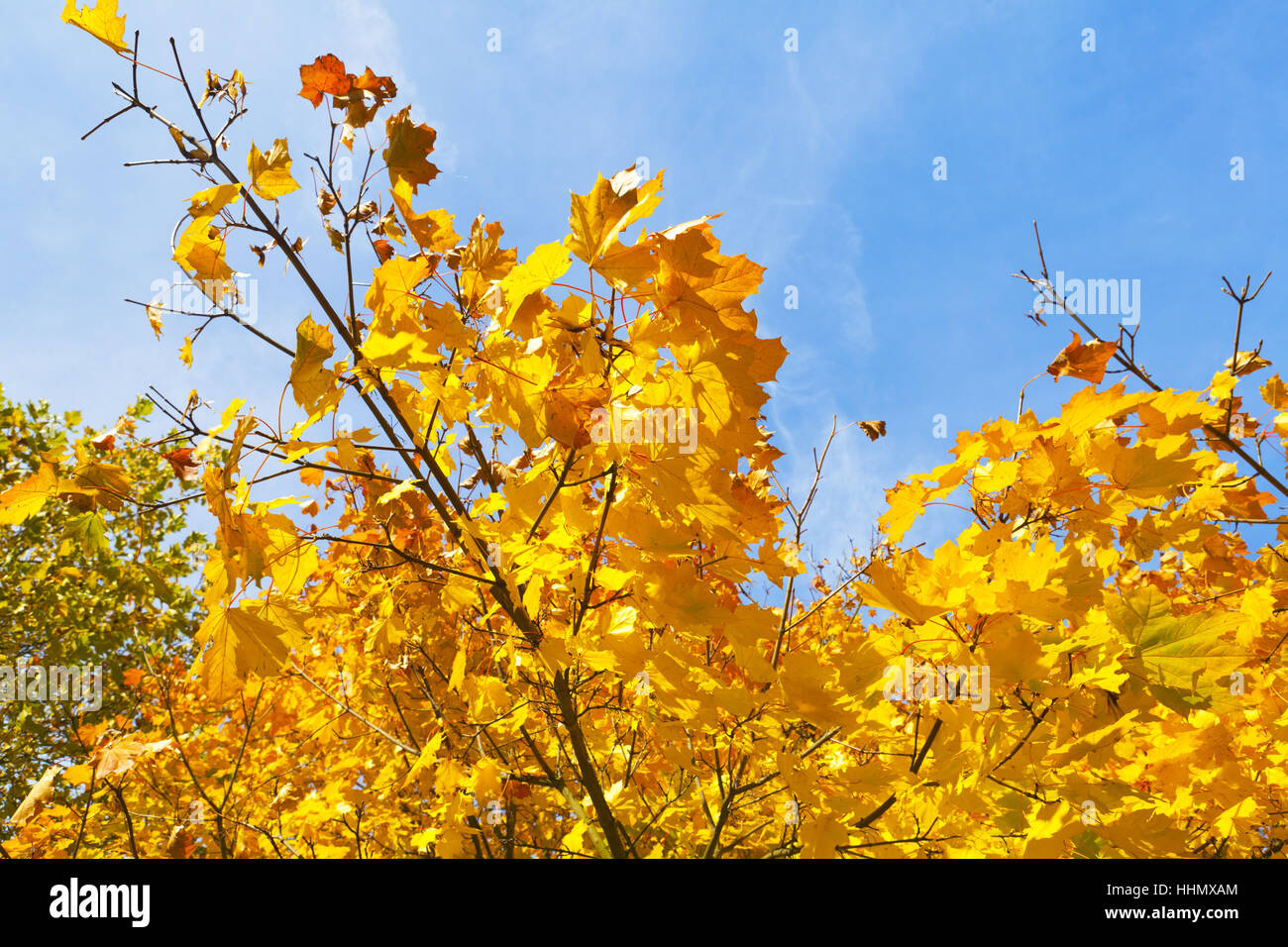 tree, branch, october, colour, season, colors, colours, leaves, foliage ...